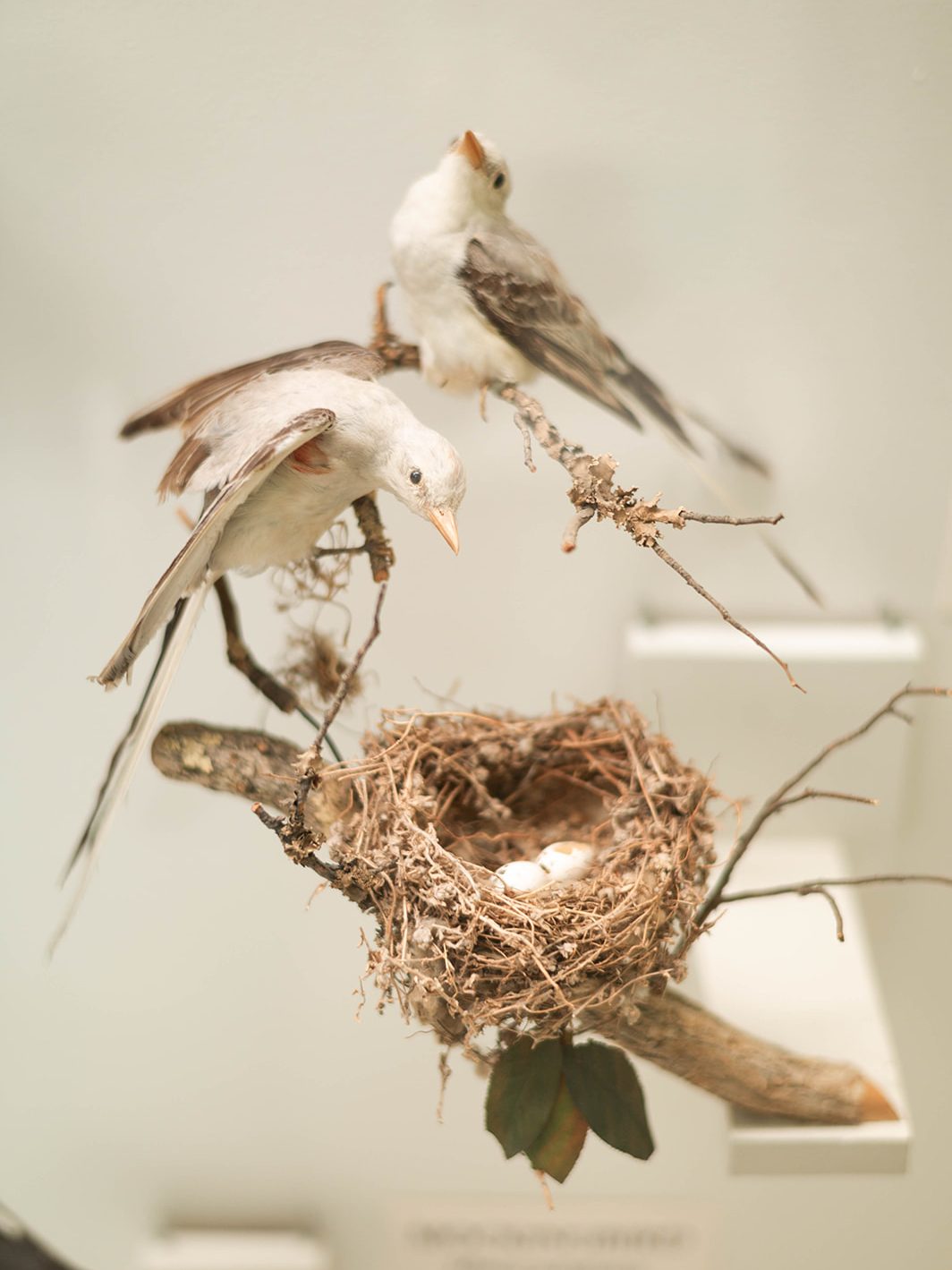 Birds in Nature: Inspired by John James Audubon – Everhart Museum